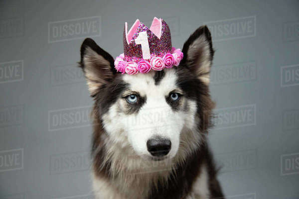 Portrait of a Siberian husky wearing a first birthday crown - Royalty ...