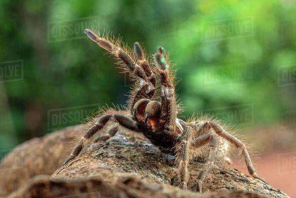 African rear-horned baboon tarantula in defensive mode, Indonesia ...