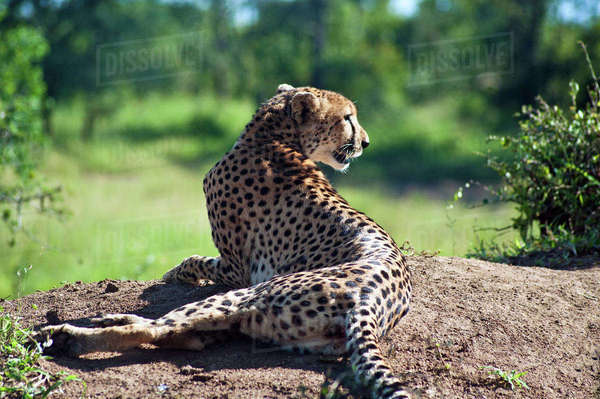Cheetah lying on a rock, Limpopo, South africa - Royalty-free Stock ...