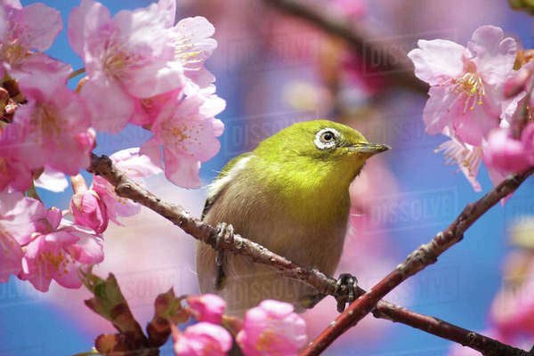 Close-up of Mejiro (Japanese White-Eye) bird sitting in Cherry blossom ...