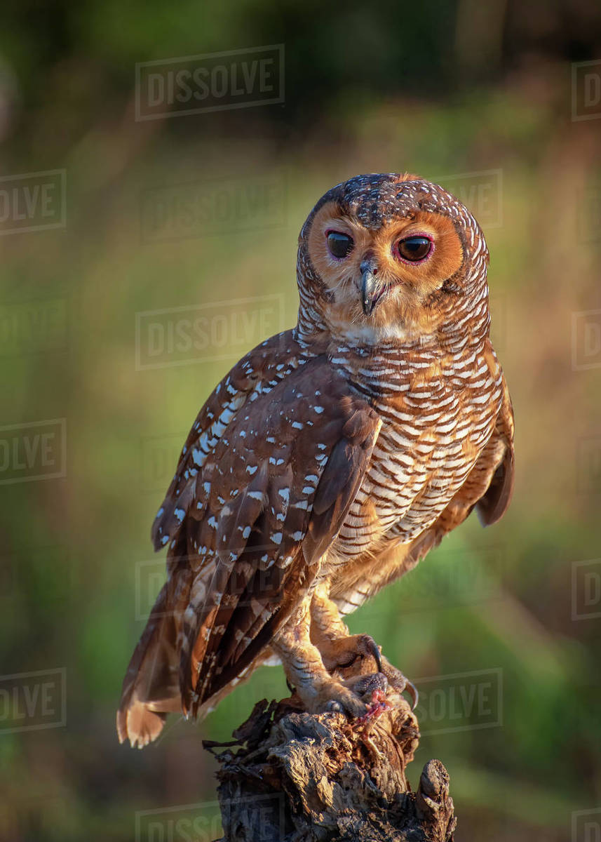 Spotted wood owl on a tree stump, Indonesia - Stock Photo - Dissolve