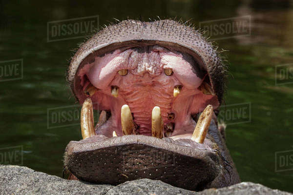 Close-up of a hippo's open mouth, Indonesia - Royalty-free Stock Photo ...