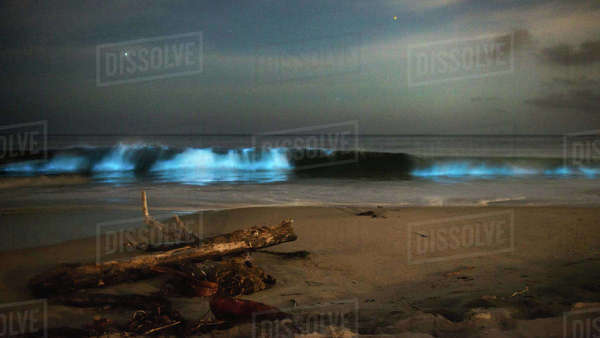Electric Blue Bioluminescence in the ocean at night, Salt Creek, Dana ...