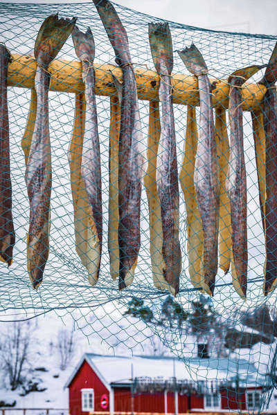 Fish hanging on wooden racks, Nusfjord, Flakstad, Lofoten, Nordland ...