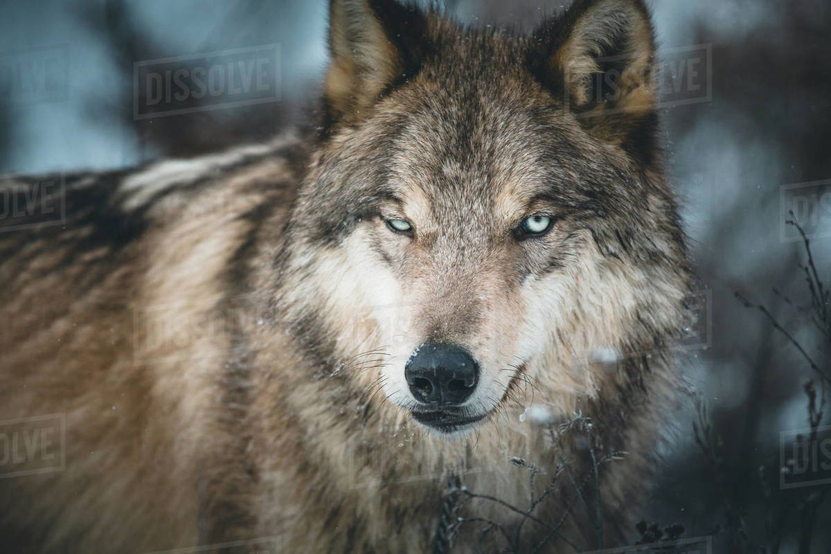 Close-up portrait of a grey wolf, Golden, British Columbia, Canada ...