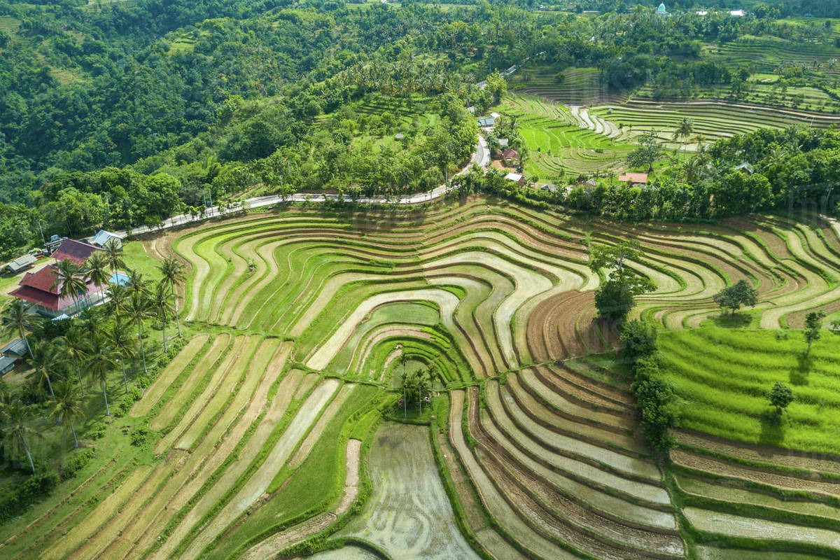 Aerial view of terraced rice fields, Mareje, Lombok, West Nusa Tenggara ...