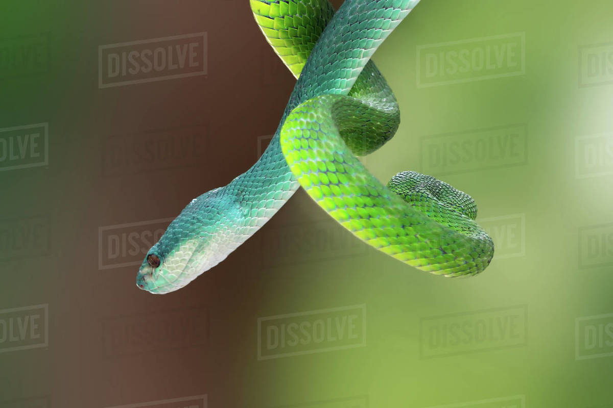 Indonesian Blue viper snake and Green white-lipped pit viper snake ...