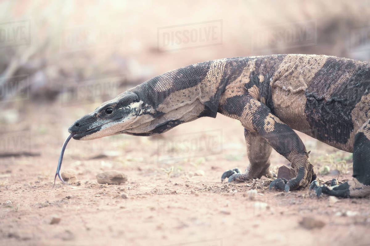 Bell's phase lace monitor (Varanus varius) at dusk, New South Wales ...