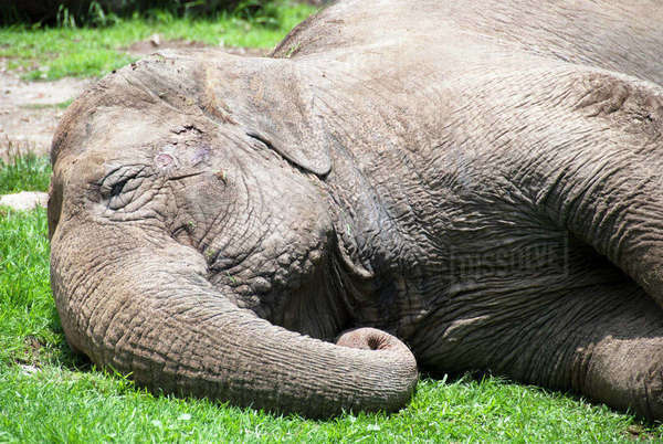 Close-up of an elephant lying down, Mexico - Royalty-free Stock Photo ...