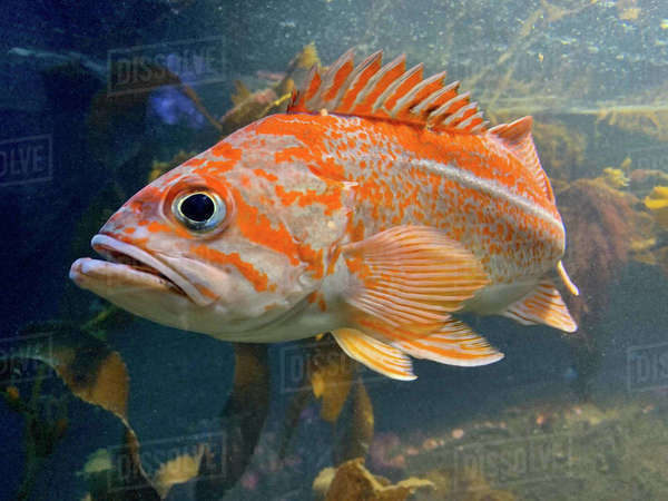 Close-up of a Rock Cod Swimming underwater, Canada - Royalty-free Stock ...
