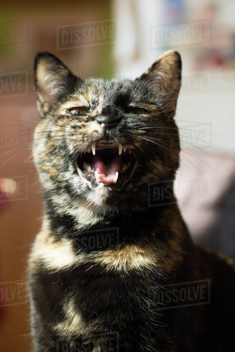 Portrait of a tortoiseshell cat snarling - Royalty-free Stock Photo ...