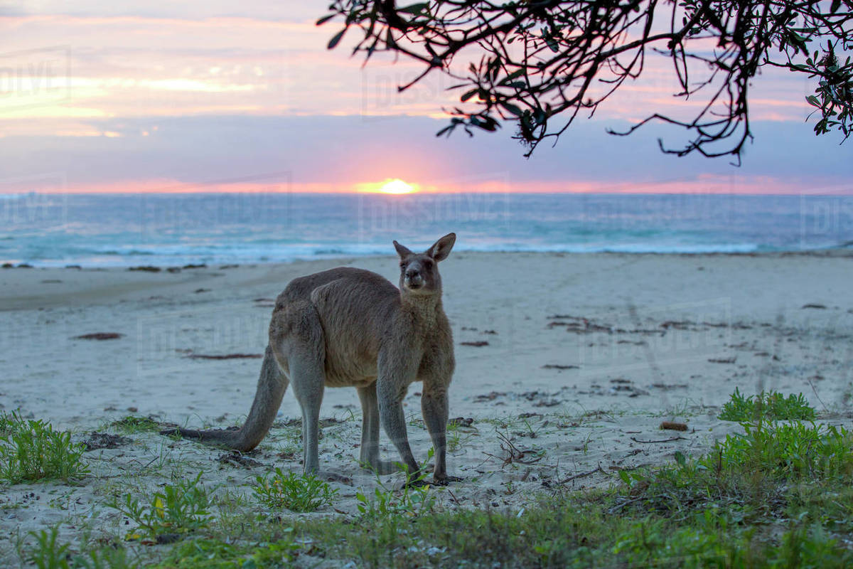Kangaroo standing on beach, Australia - Royalty-free Stock Photo | Dissolve