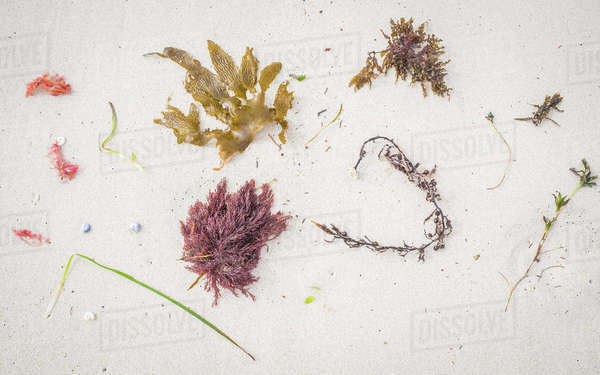 Seashells and seaweed on beach, Australia - Royalty-free Stock Photo ...