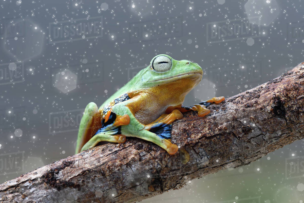 Wallace Flying Frog on a branch, Kalimantan, Borneo, Indonesia - Stock ...