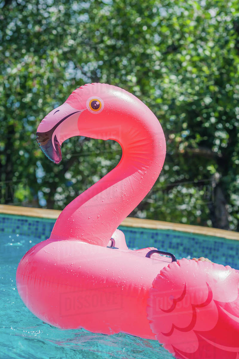 Inflatable flamingo in a swimming pool, Bulgaria - Royalty-free Stock ...