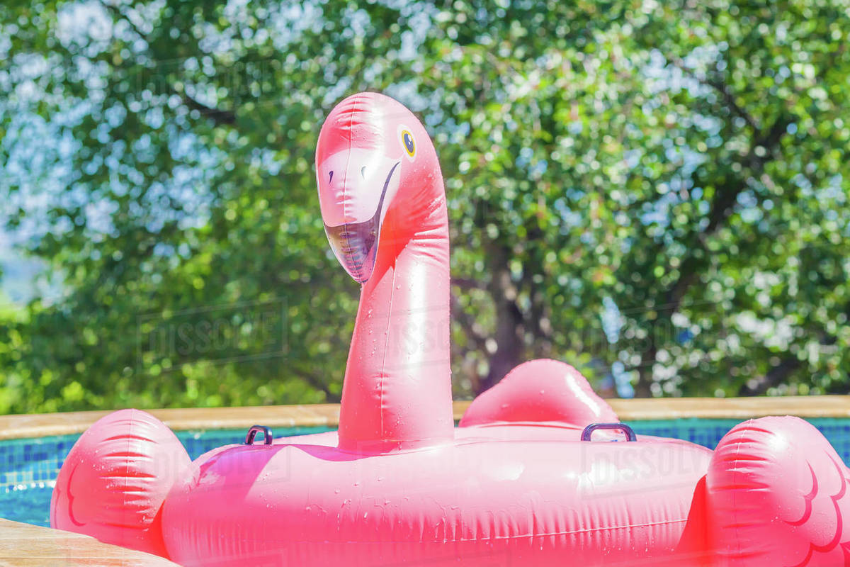 Inflatable flamingo in the swimming pool - Royalty-free Stock Photo ...