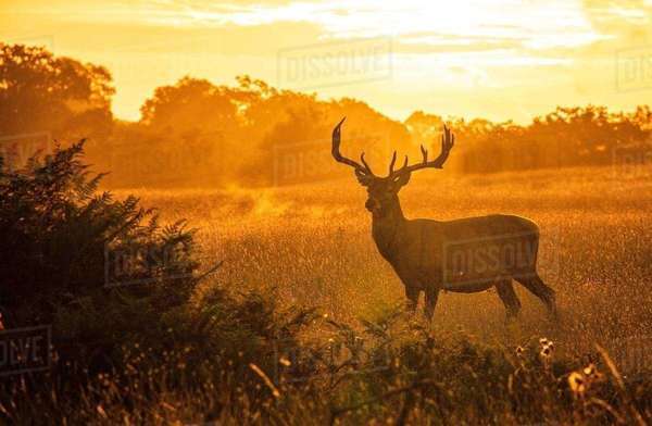 Portrait of a stag at sunset, Bushy Park, Richmond upon Thames, United ...
