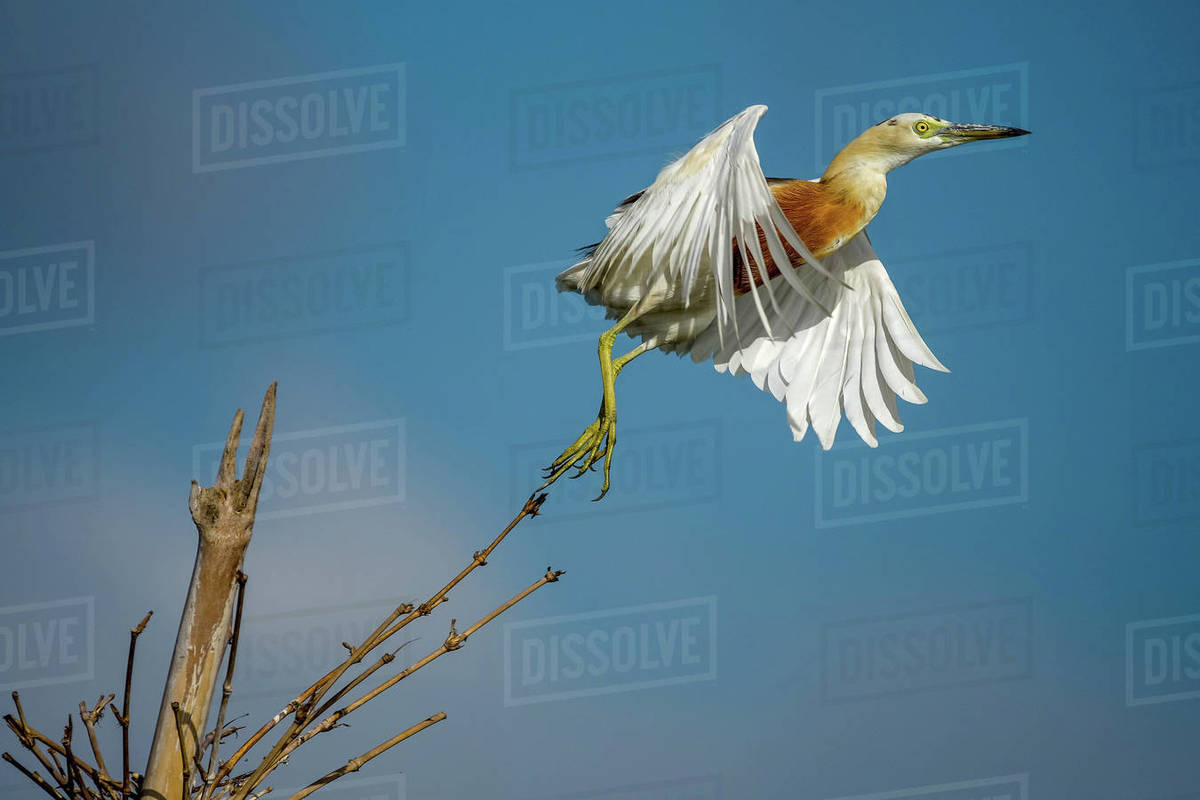 Bird taking off, Indonesia - Royalty-free Stock Photo | Dissolve