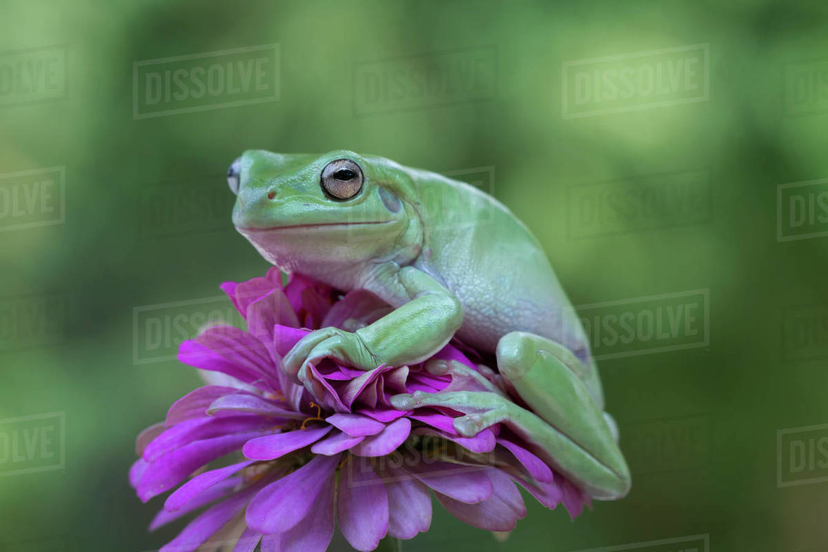 Dumpy tree frog on a flower, Indonesia - Stock Photo - Dissolve