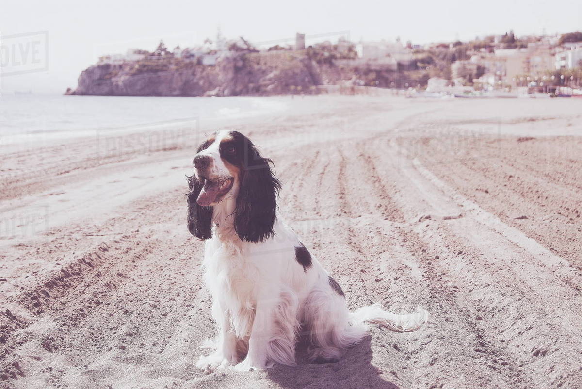 Cocker spaniel puppy sitting on beach, Malaga, Spain - Royalty-free ...