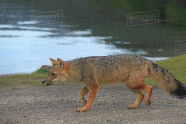 A grey fox (Pseudalopex griseus), Tierra del Fuego National Park ...