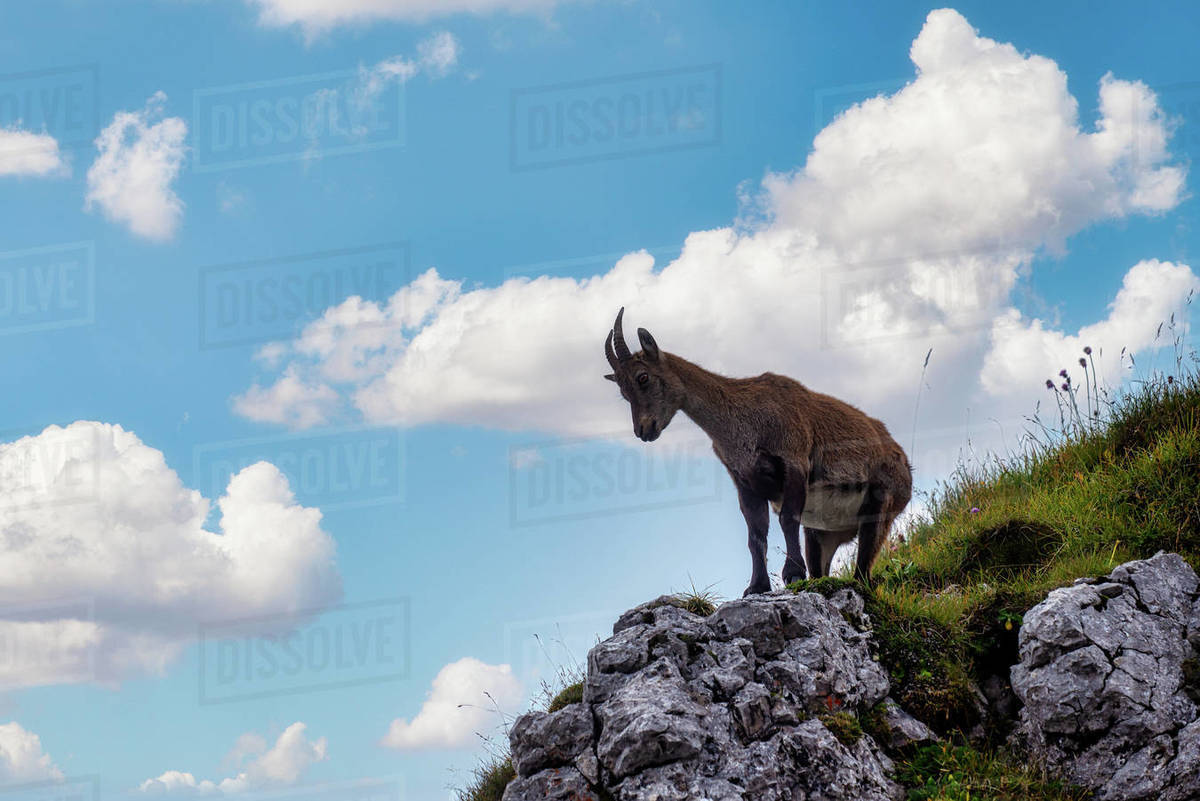 Goat standing on a mountain ledge looking down, Switzerland - Royalty ...