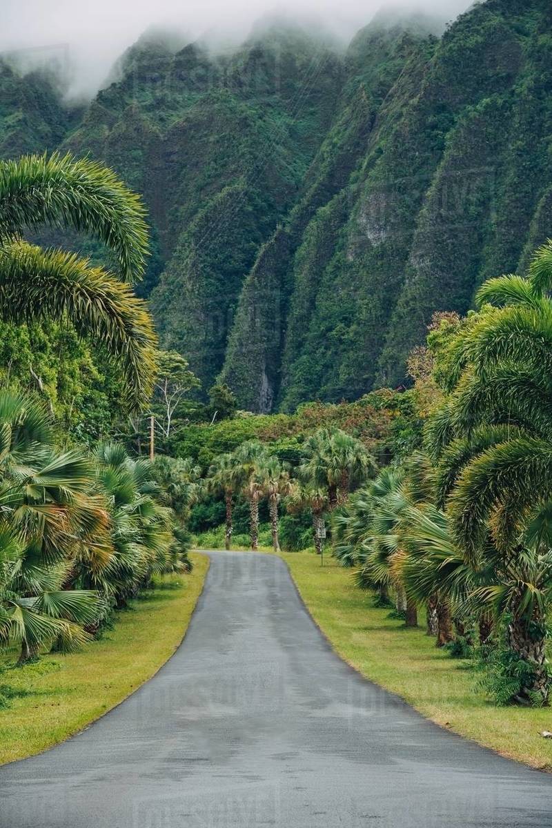 Straight road through lush rainforest landscape in mist, Oahu, Hawaii ...