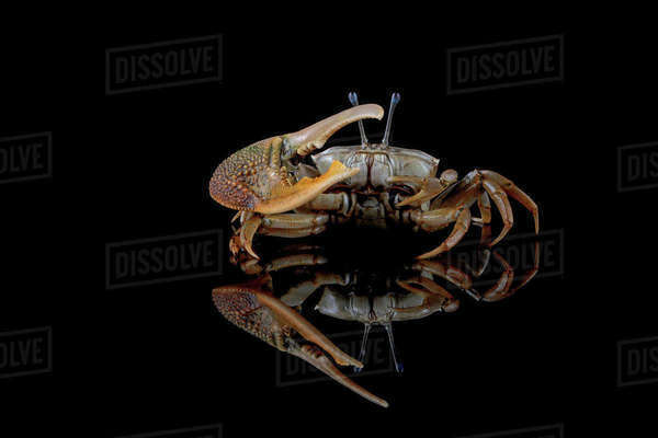 Close-up of a Fiddler crab on black background - Royalty-free Stock ...
