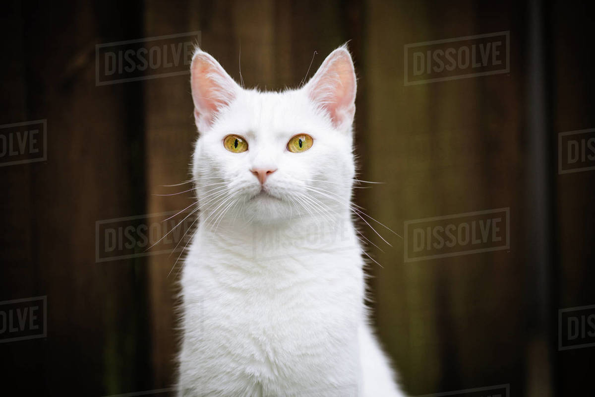 Portrait of a white cat - Royalty-free Stock Photo | Dissolve