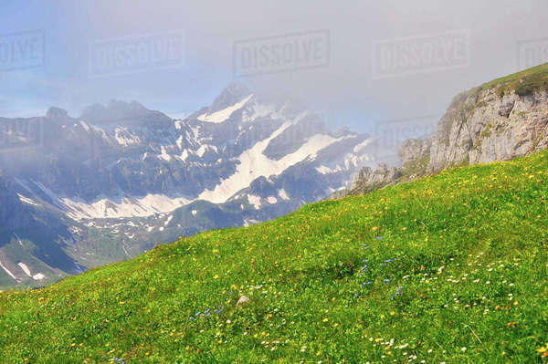 Wildflowers growing in an Alpine meadow, Ebenalp, Appenzeller ...
