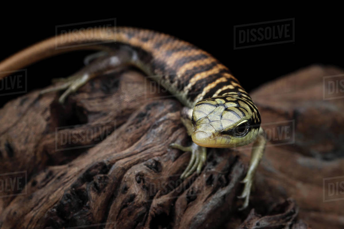 Close-up of a juvenile Olive tree skink (dasia olivacea) on wood ...