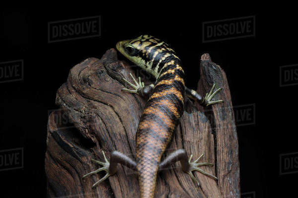 Close-up of a juvenile Olive tree skink (dasia olivacea) on wood ...