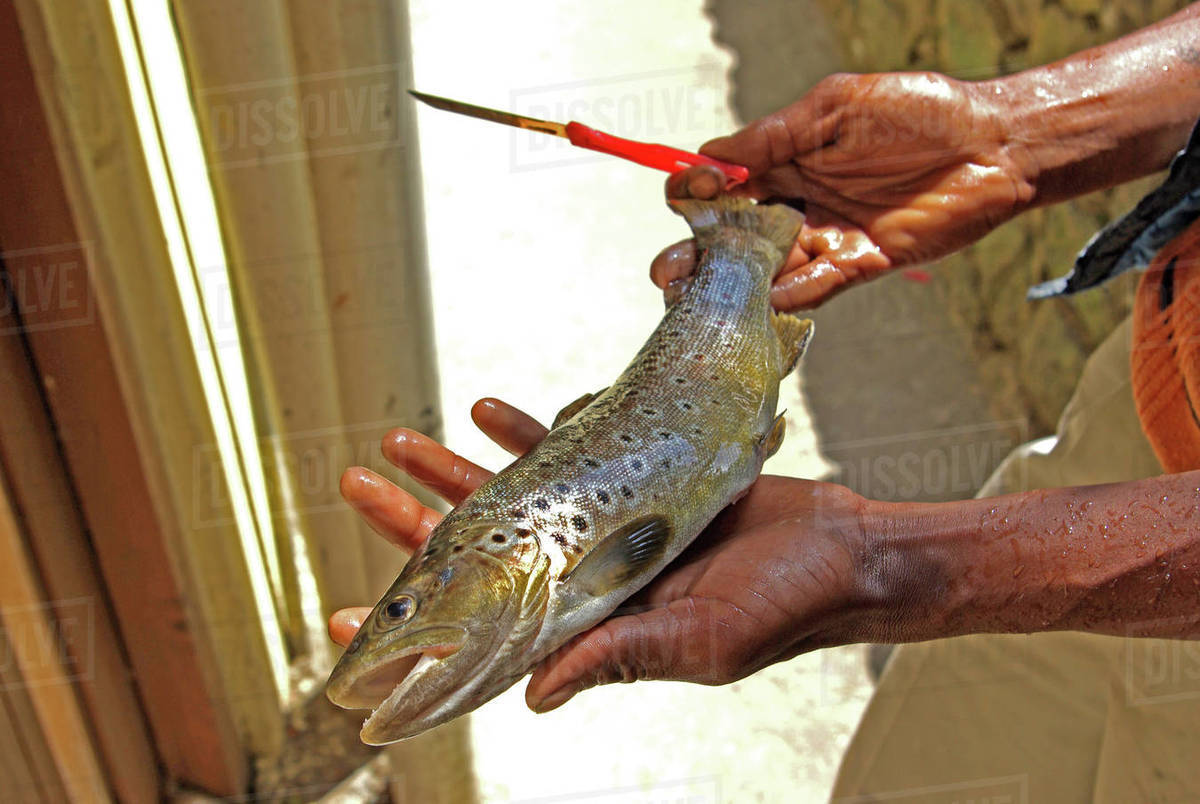 Man holding a freshly caught trout, Himalayas, Himachal Pradesh, India ...