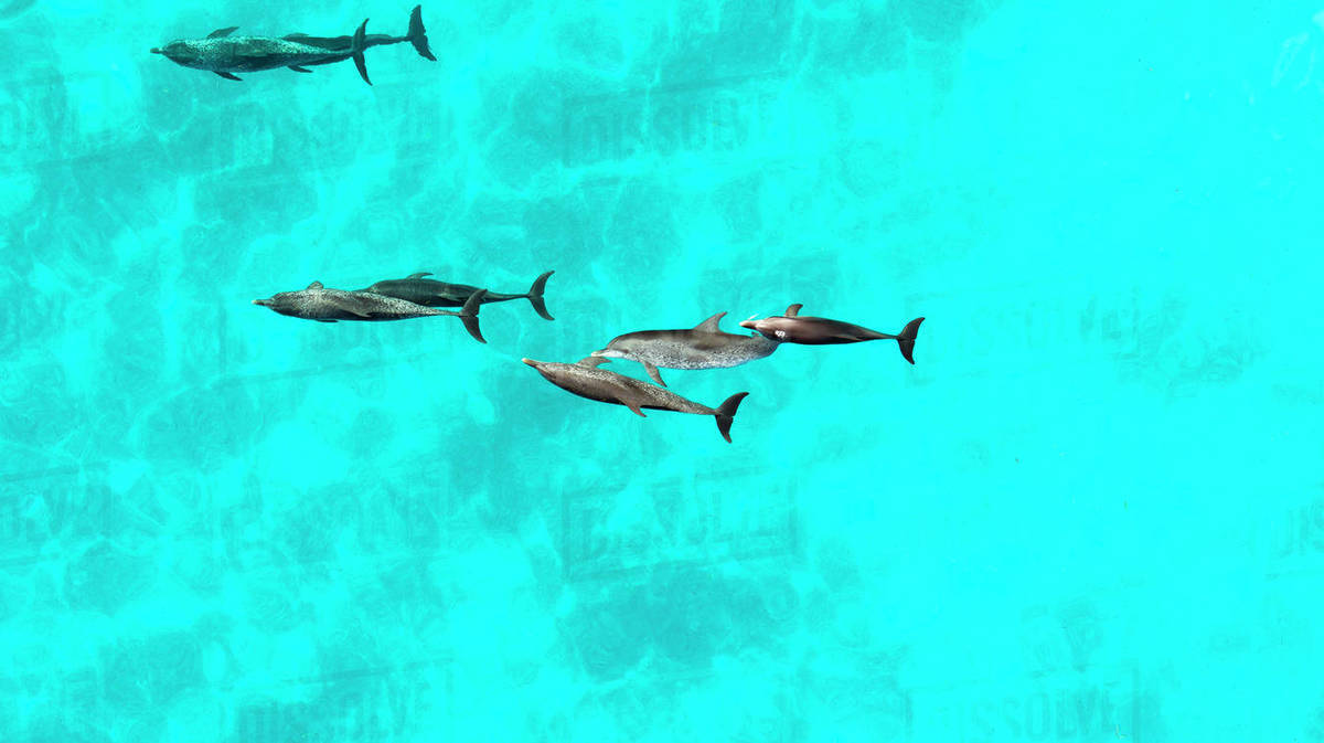 Aerial view of a pod of Atlantic Spotted Dolphins swimming in Western ...