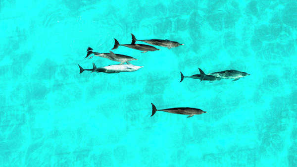 Aerial view of a pod of Atlantic Spotted Dolphins swimming in ocean ...