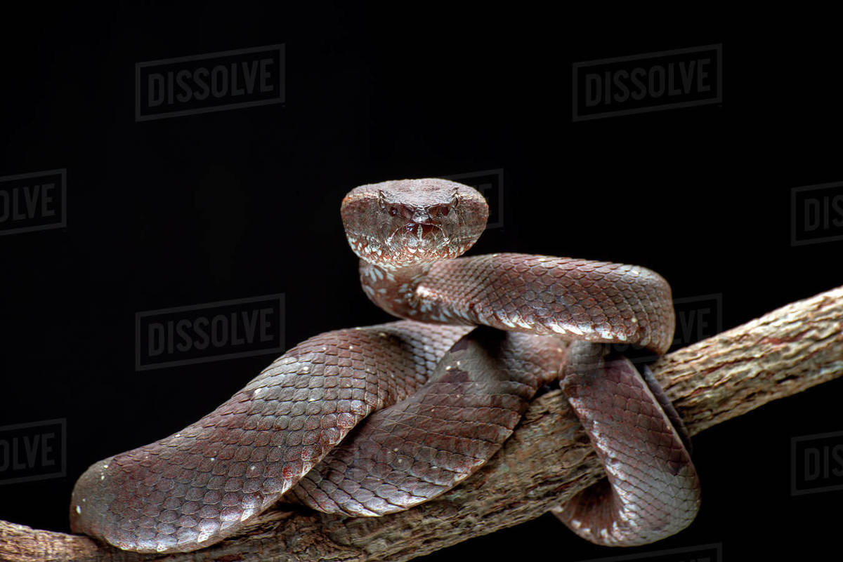 Flat-nosed pit viper on a branch, Indonesia - Royalty-free Stock Photo ...
