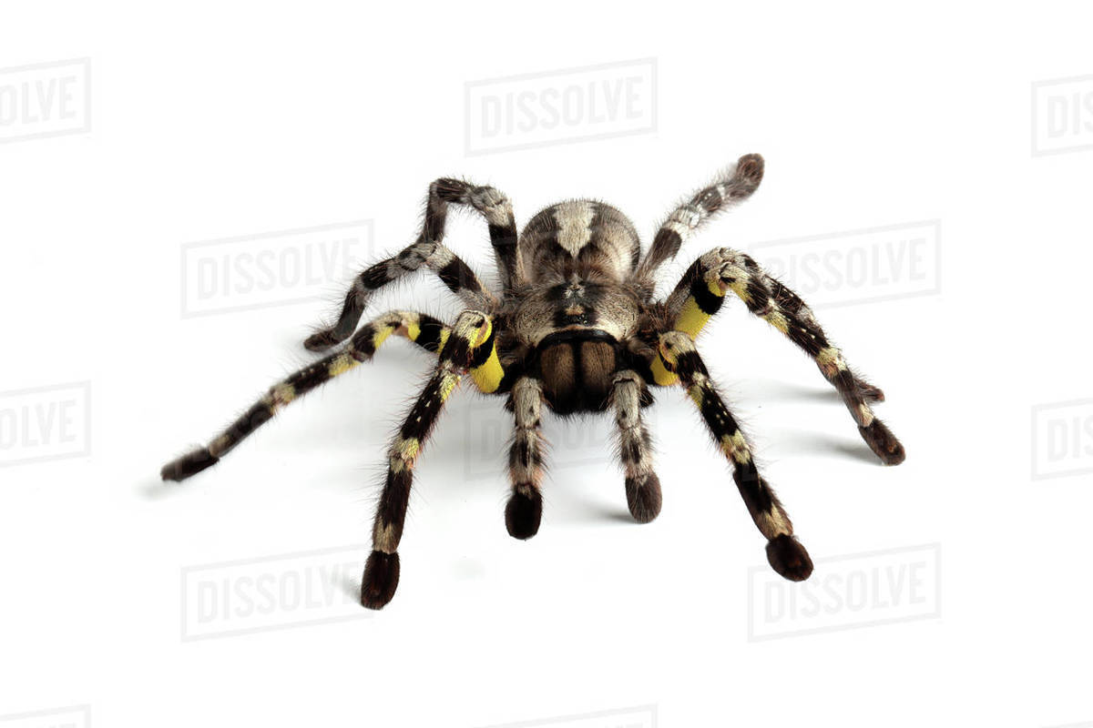 Indian ornamental spider on a white background - Royalty-free Stock ...