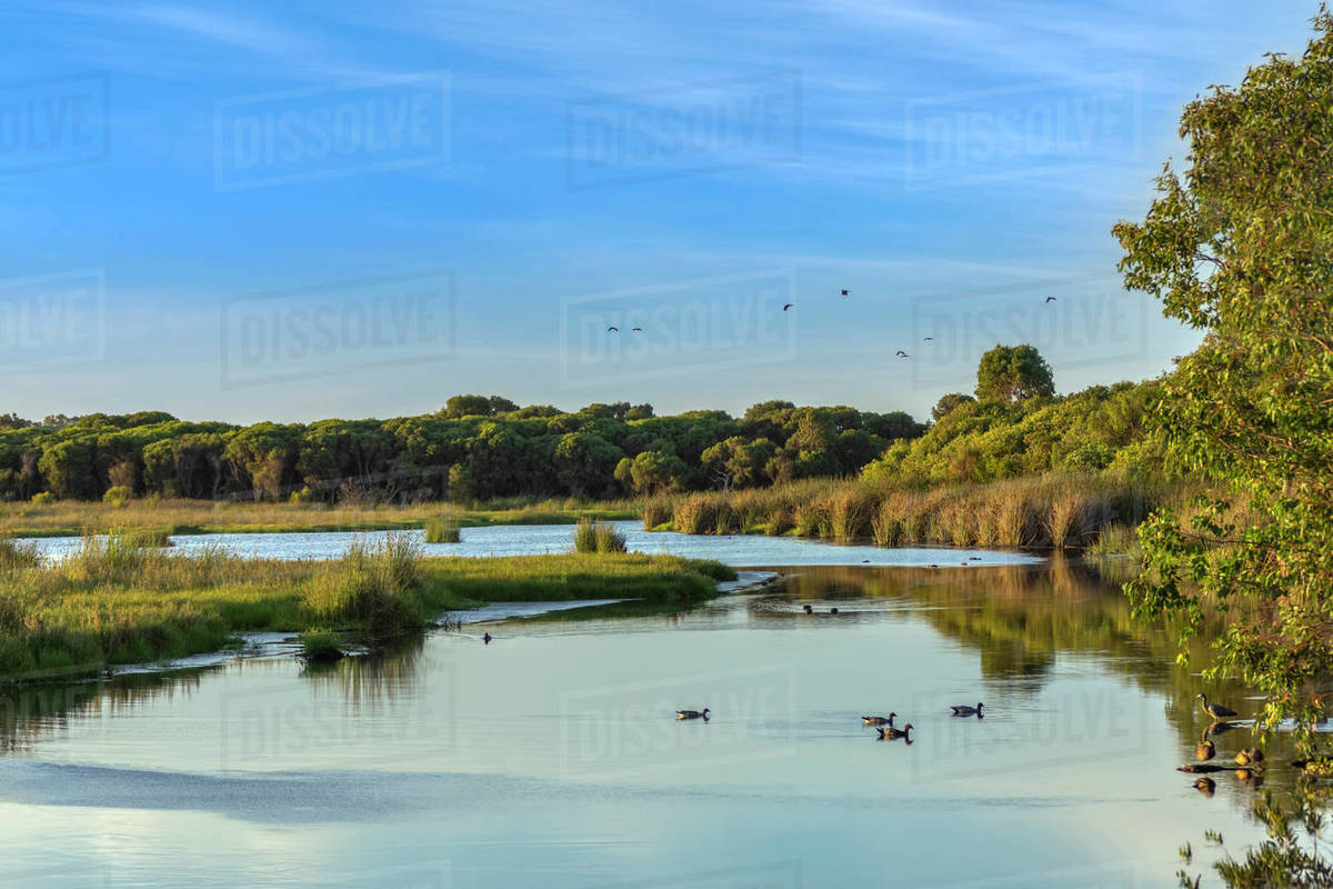 Wetland landscape, Yanchep National Park near Perth, Western Australia ...
