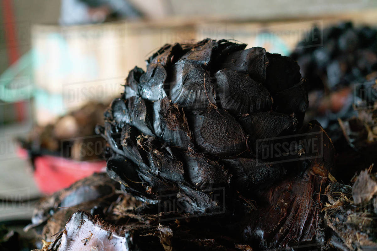 Closeup of cut agave plant in distillation process on blurred ...