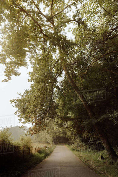Empty asphalt road leading between dense deciduous forest and green ...