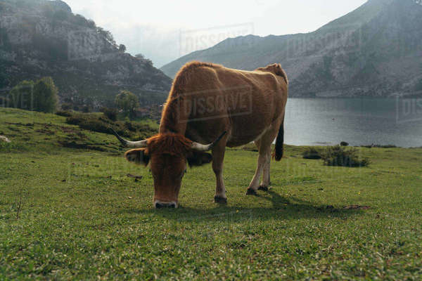Full body red aubrac cow with big cow bell on necks pasturing on lush ...