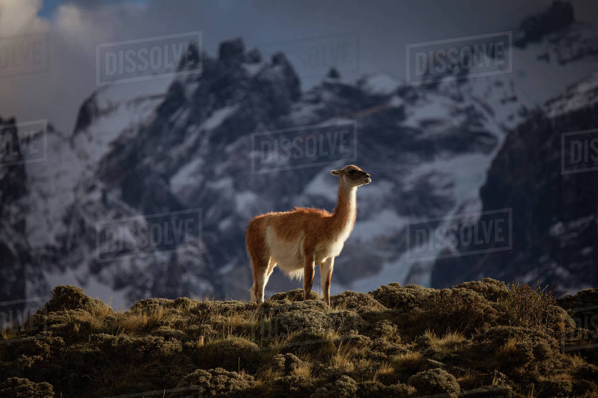 Low angle side view of calm wild herbivore mammal animal llama with ...
