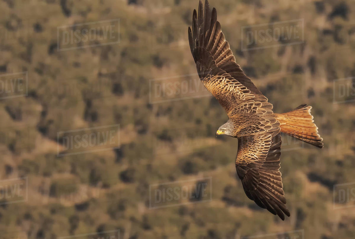 From below wild hawk flying on top of green field hunting on sunny day ...