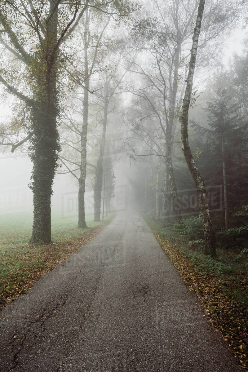 Gloomy landscape with old streetlights along empty alley crossing foggy ...