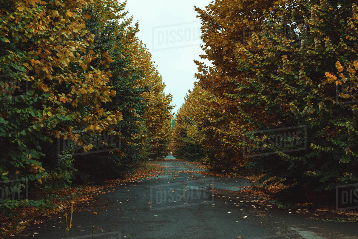 Countryside route running between trees with green and yellow foliage ...