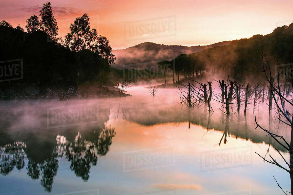 Beautiful mysterious river with trees in mist - Stock Photo - Dissolve