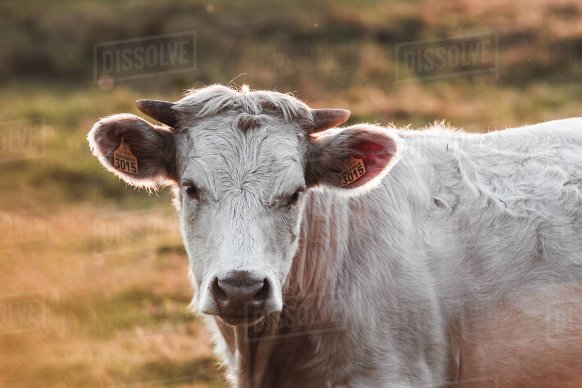 white male cow on lawn in countryside walking in sunlight, France ...