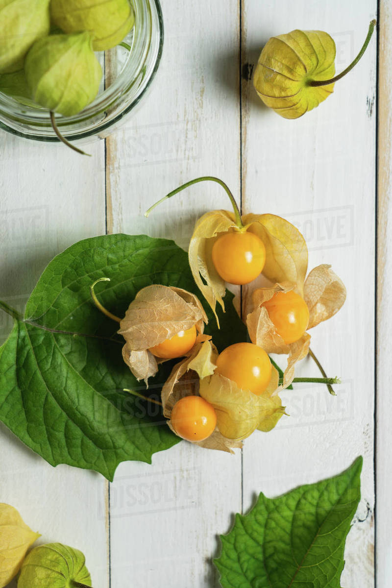 Physalis fruit (Physalis peruviana) also called uchuva, cape gooseberry ...