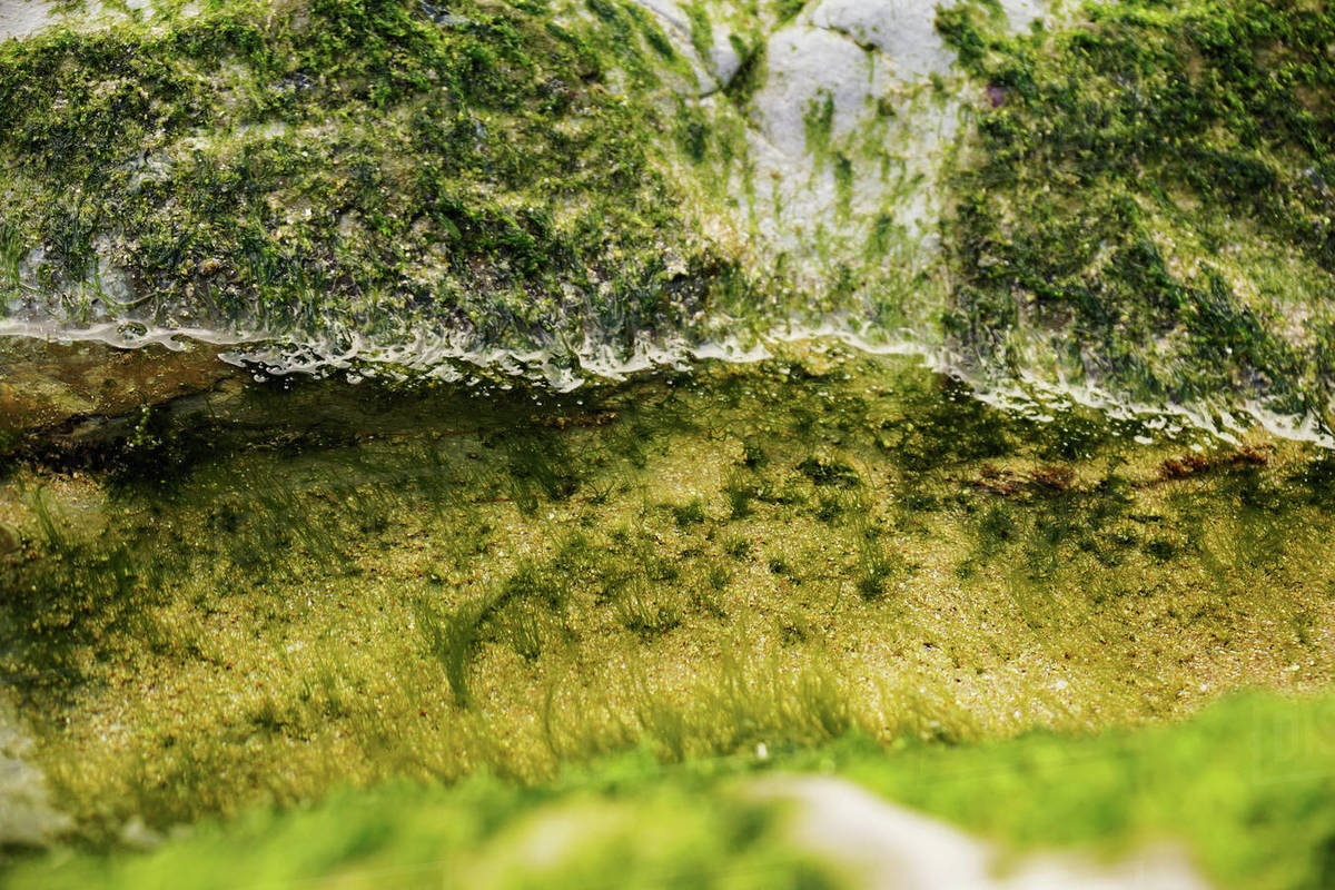 Beautiful wet algae on stone - Royalty-free Stock Photo | Dissolve