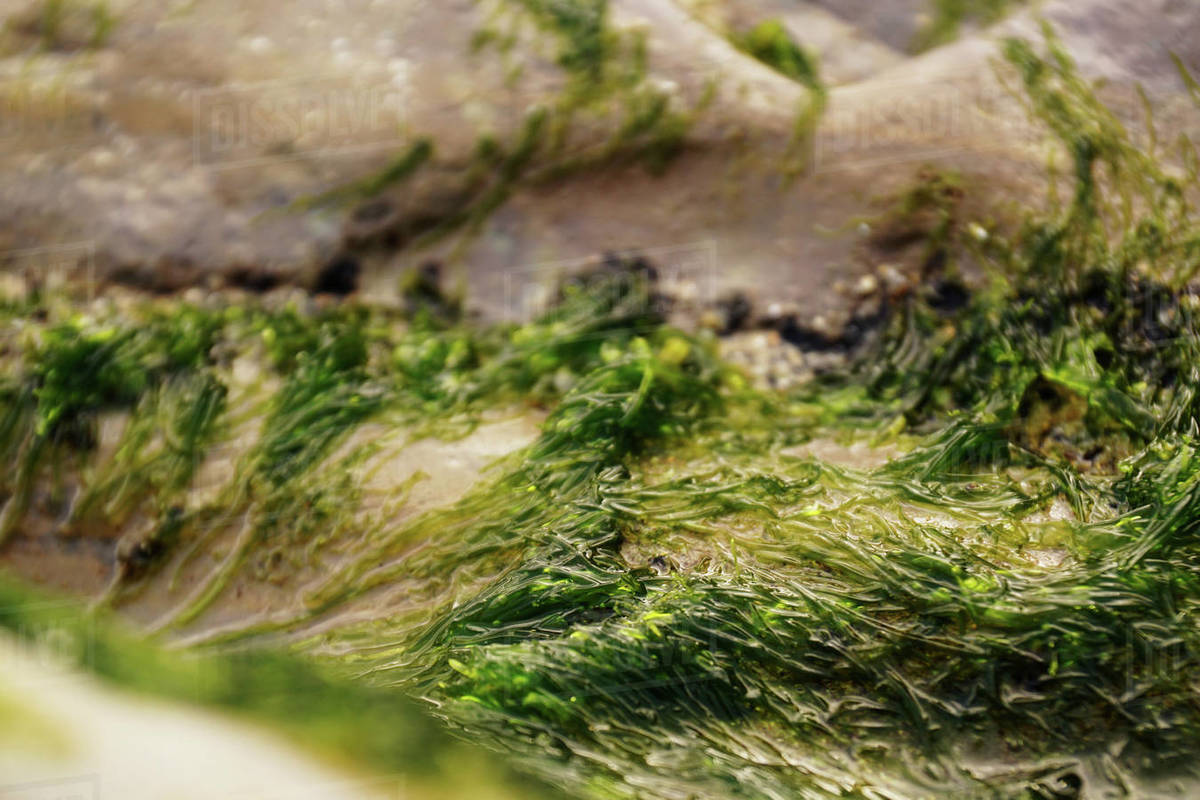 Beautiful wet algae on stone - Royalty-free Stock Photo | Dissolve